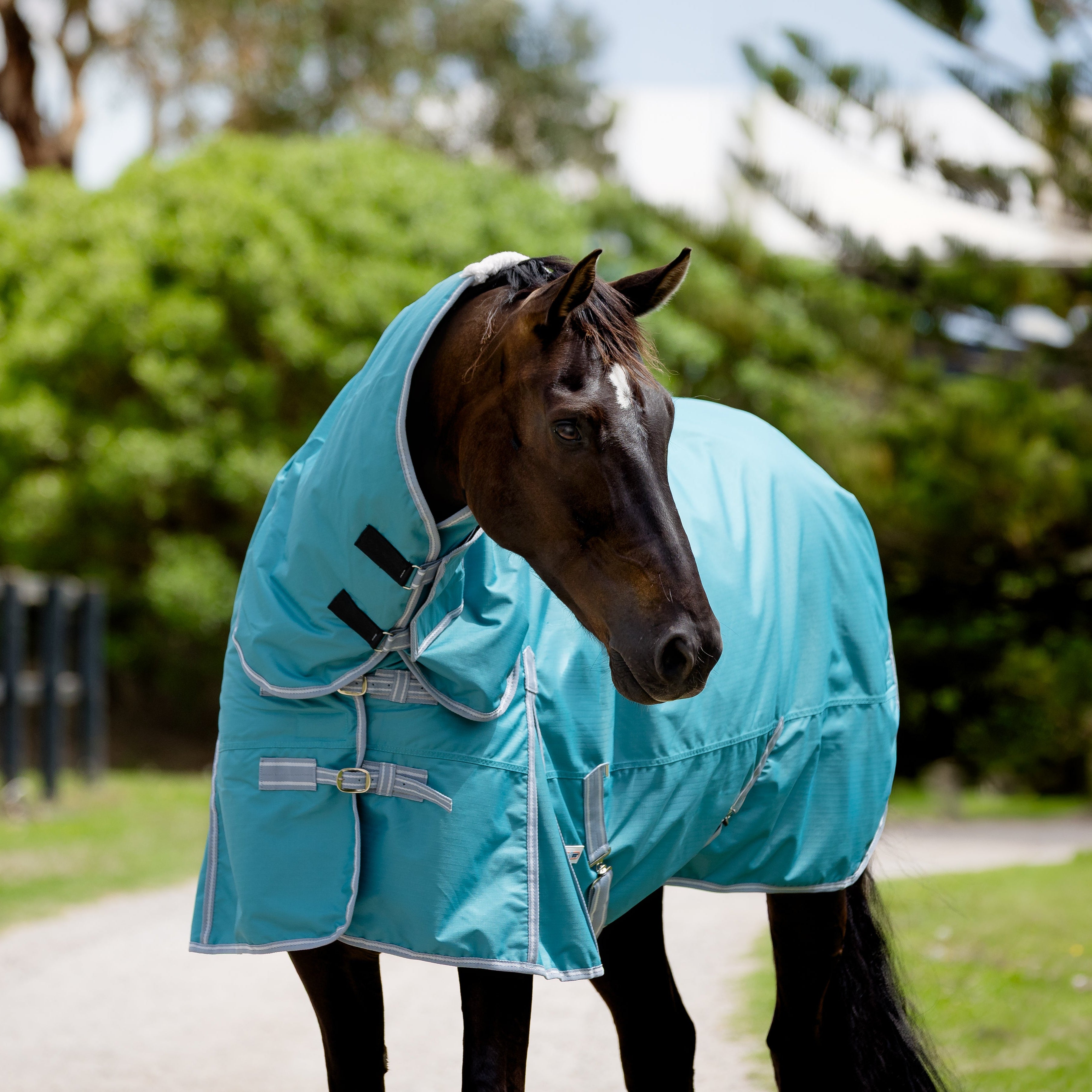 Pacific Teal Light Combo – Goodwoods Saddlery